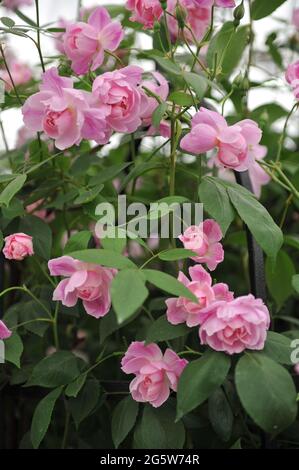 Pink climbing rose (Rosa) Mortimer Sackler blooms on an exhibition in ...