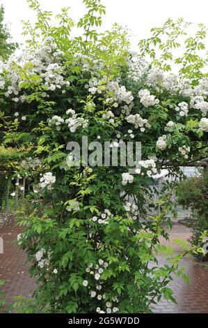 ROSA RAMBLING RECTOR RAMBLER ROSE Stock Photo - Alamy