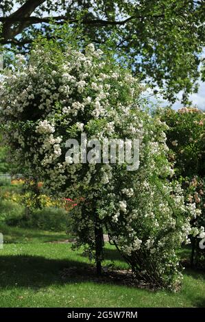 White climbing Hybrid Multiflora rose (Rosa) Gruss an Zabern blooms in ...
