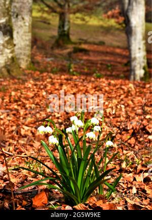 Vertical shot of a bush of snowdrops in the forest on a bright day ...