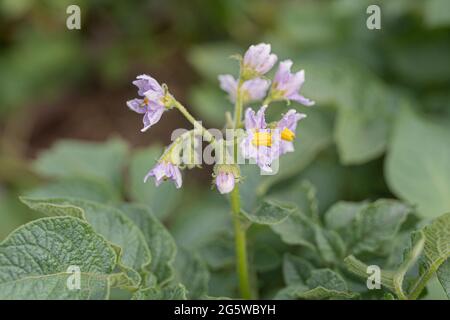 Potato flower stalk Stock Photo - Alamy