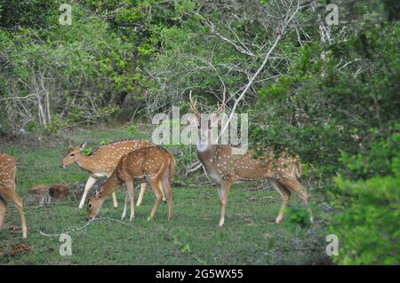 A group of deers in Yala National Park, Sri Lanka Stock Photo - Alamy