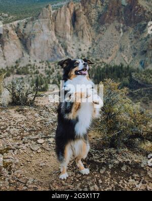 Australian Shepherd standing on hind legs and trying to reach a bone on ...