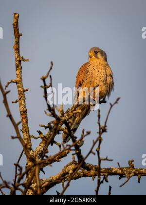 Common kestrel sitting on a tree, Falco tinnunculus wildlife, raptor ...