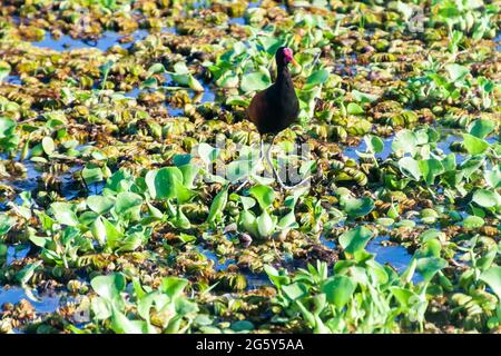 Wattled jacana (Jacana jacana) in Esteros del Ibera, Argentina Stock ...