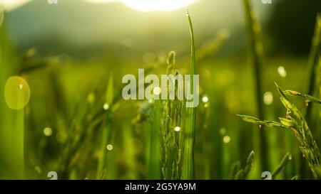 Rice and morning dew when the morning sun shines Stock Photo - Alamy