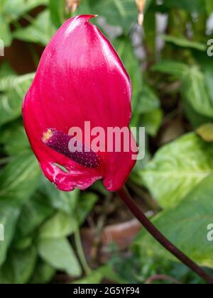 Red Peace lily, Spathiphyllum Stock Photo - Alamy