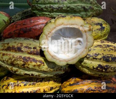 Fresh cacao cut harvest pile above top view isolated on white studio ...