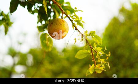 Bael leaves, Aegle marmelos, bili, bhel, Bengal quince, golden apple ...