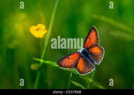 Splayed Deerfly (Chrysops caecutiens Stock Photo - Alamy