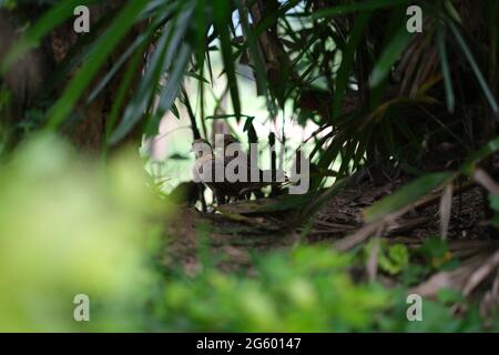 Chicks flock together at a new chicken farm started by David Schumann ...