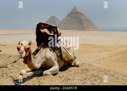 Tourists camel taking a rest at the Pyramids of Giza, Cairo, Egypt ...