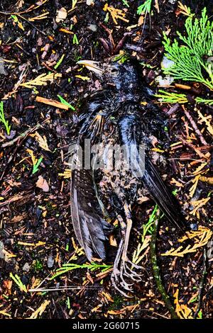 Dead bird, Conceptual photography, France Stock Photo - Alamy