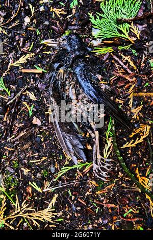 Dead bird, Conceptual photography, France Stock Photo - Alamy