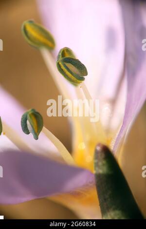 Natural and wild flowers - Colchicum triphyllum Stock Photo - Alamy