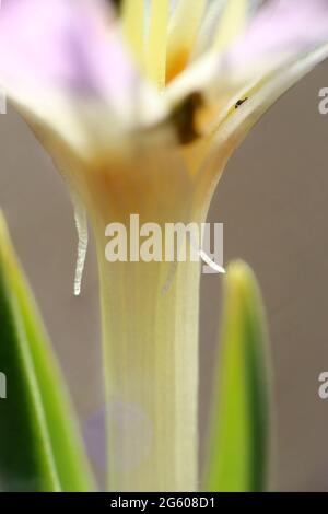 Colchicum diampolis, Colchicaceae. Wild plant shot in spring Stock ...