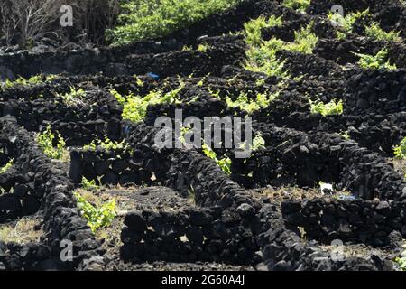 Pico Island Azores vineyard lwine grapes protected by lava stone aerial ...