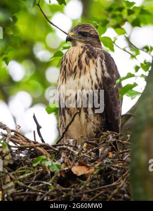 Common Buzzard around he nest in the Cotswold Hills Stock Photo - Alamy