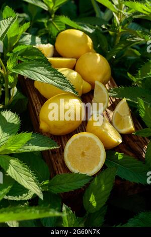 Lemons and growing mint in the garden. Lemon slices and mint leaves on ...