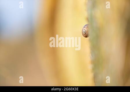 Snail on a straw bale Stock Photo - Alamy