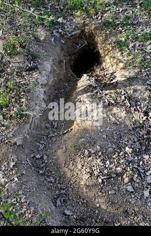 Eurasian Badger (Meles meles) Terrier, Doubs, France Stock Photo - Alamy