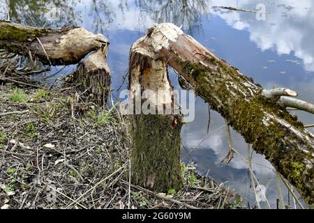 France, Doubs, Wild animal, European Beaver (Castor fiber), trees ...