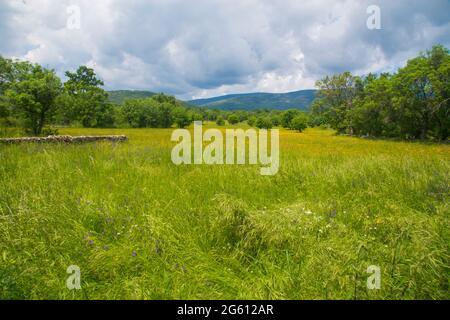 Meadow. Pinilla de Buitrago, Madrid province, Spain Stock Photo - Alamy