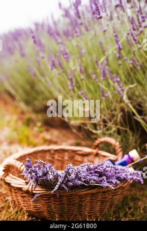 Growing lavender swaying in the wind, blooming purple lavender flowers ...