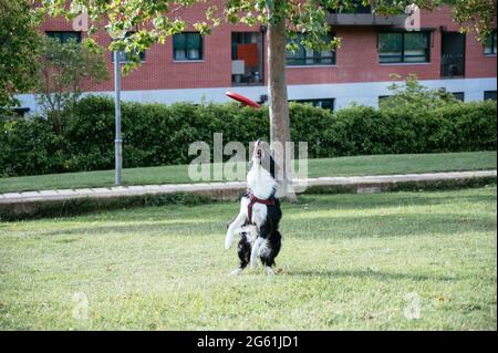 Border collie catching a red disc. Dog training Stock Photo - Alamy