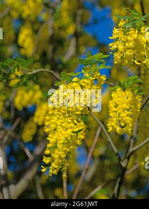 In spring, an ornamental laburnum bush blooms in nature Stock Photo - Alamy