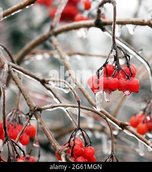 Icing bush in the wood Stock Photo - Alamy