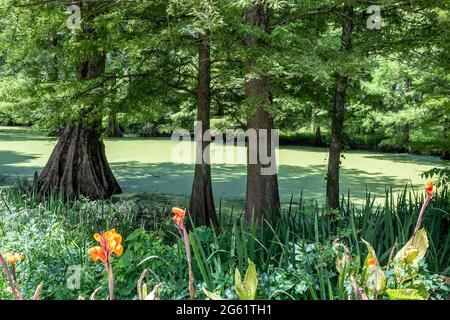 Greenville Cypress Preserve Trust, Greenville, Mississippi, USA Stock ...