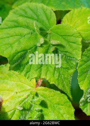 Close up shot of Gympie plant at Taipei, Taiwan Stock Photo - Alamy