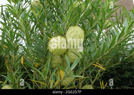 Gomphocarpus physocarpus (also called hairy balls, balloon plant ...