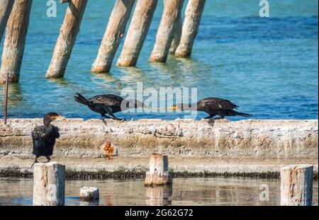 Two cormorants are pulling a stick. Two cormorants are playing on the ...
