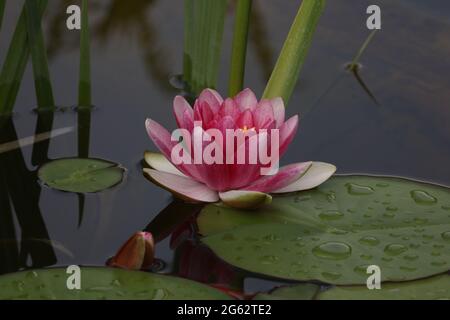 A beautiful water lily flower that hovers over the water Stock Photo ...