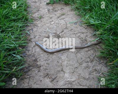 Slow worm legless lizard. South west coast path. England coast path ...