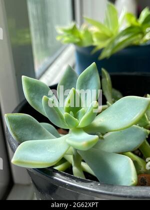 Succulent cactus background. Peacock echeveria plant. Close up of red ...