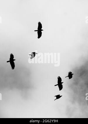 Birds, a flock of Australian Ravens, a murder of crows, flying ...