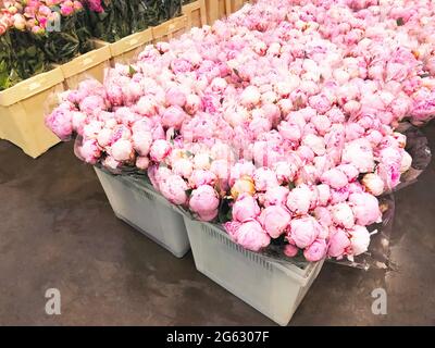 Warehouse refrigerator, Wholesale flowers for flower shops. Pink ...