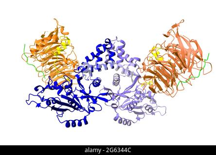 Histone structure, illustration Stock Photo - Alamy