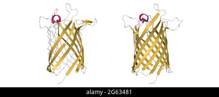 Outer membrane protein F. Computer model showing the trimeric structure ...