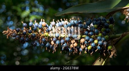 Blue berries of Australian native ginger, Alpinia caerulea growing in ...