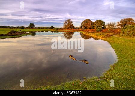 Idyllic Waterscapes, The New Forest Stock Photo - Alamy