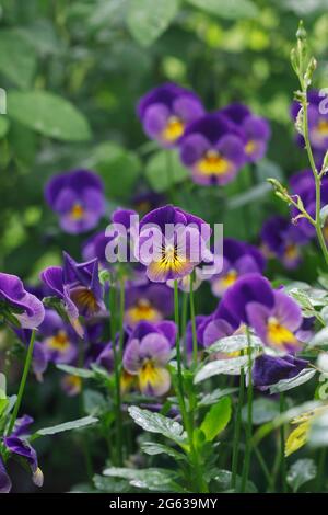 Violas in the garden Stock Photo - Alamy