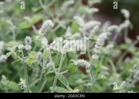 Mentha suaveolens subsp. timija. Atlas Mountains mint Stock Photo - Alamy