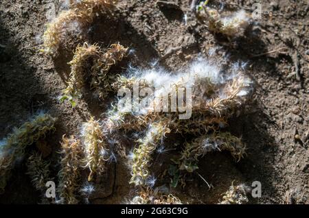 Willow tree seeds fallen and lying on the ground in Kent England UK ...