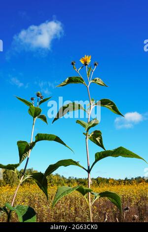 Low angle shot of beautiful sunflowers, blooming outdoors during ...