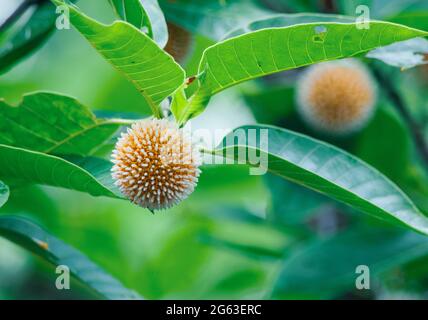 The first step of the monsoon is flowering. Burflower (Neolamarckia ...