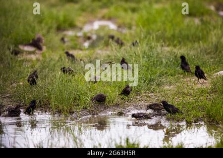 a family of starlings bathes in a puddle of water in summer Stock Photo ...